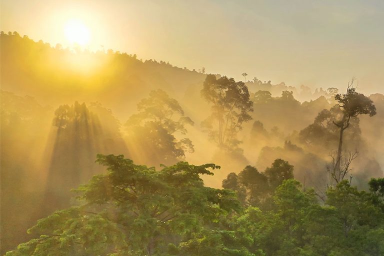 Values of the company - FelixWood - Wood for Generations